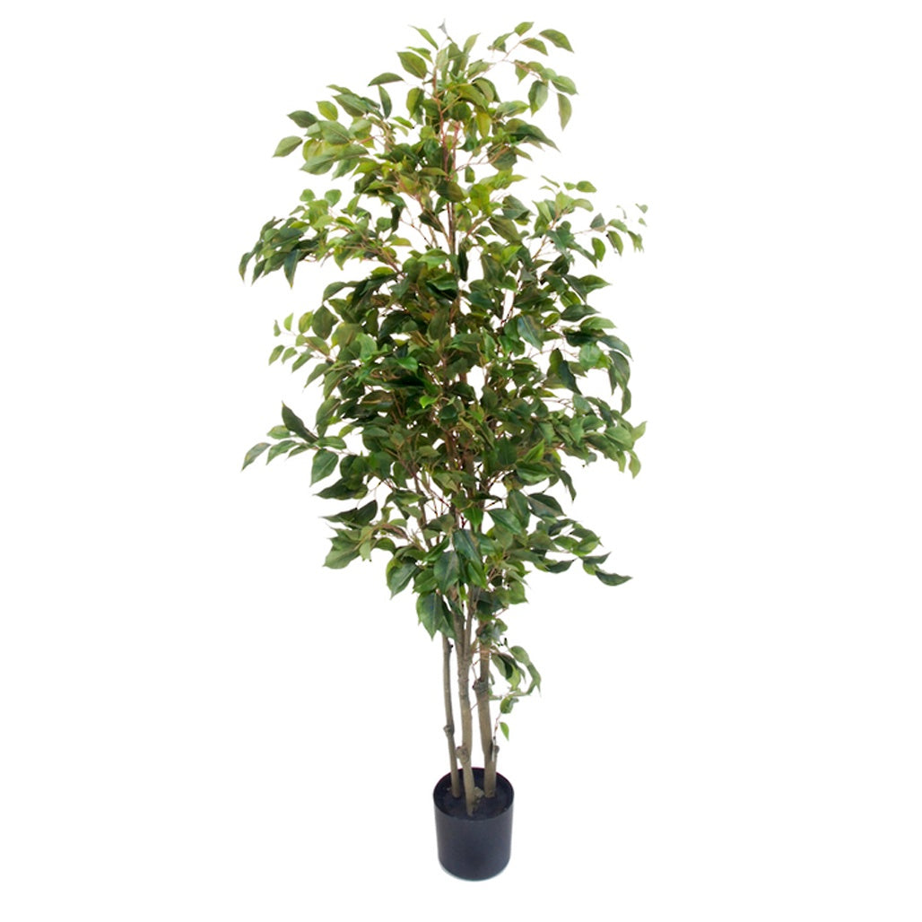 POTTED FICUS TREE 1.5M – Casual and Country